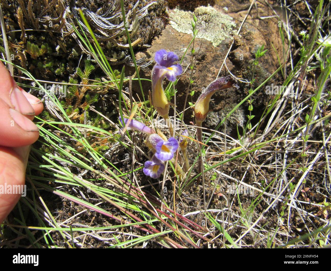oneflower broomrape (Aphyllon purpureum) Plantae Stock Photo - Alamy