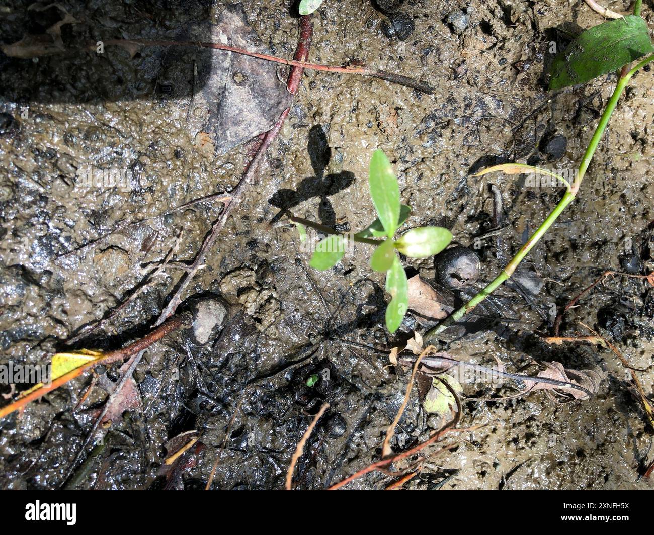 Alligatorweed (Alternanthera philoxeroides) Plantae Stock Photo - Alamy