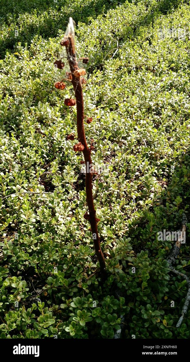 woodland pinedrops (Pterospora andromedea) Plantae Stock Photo - Alamy