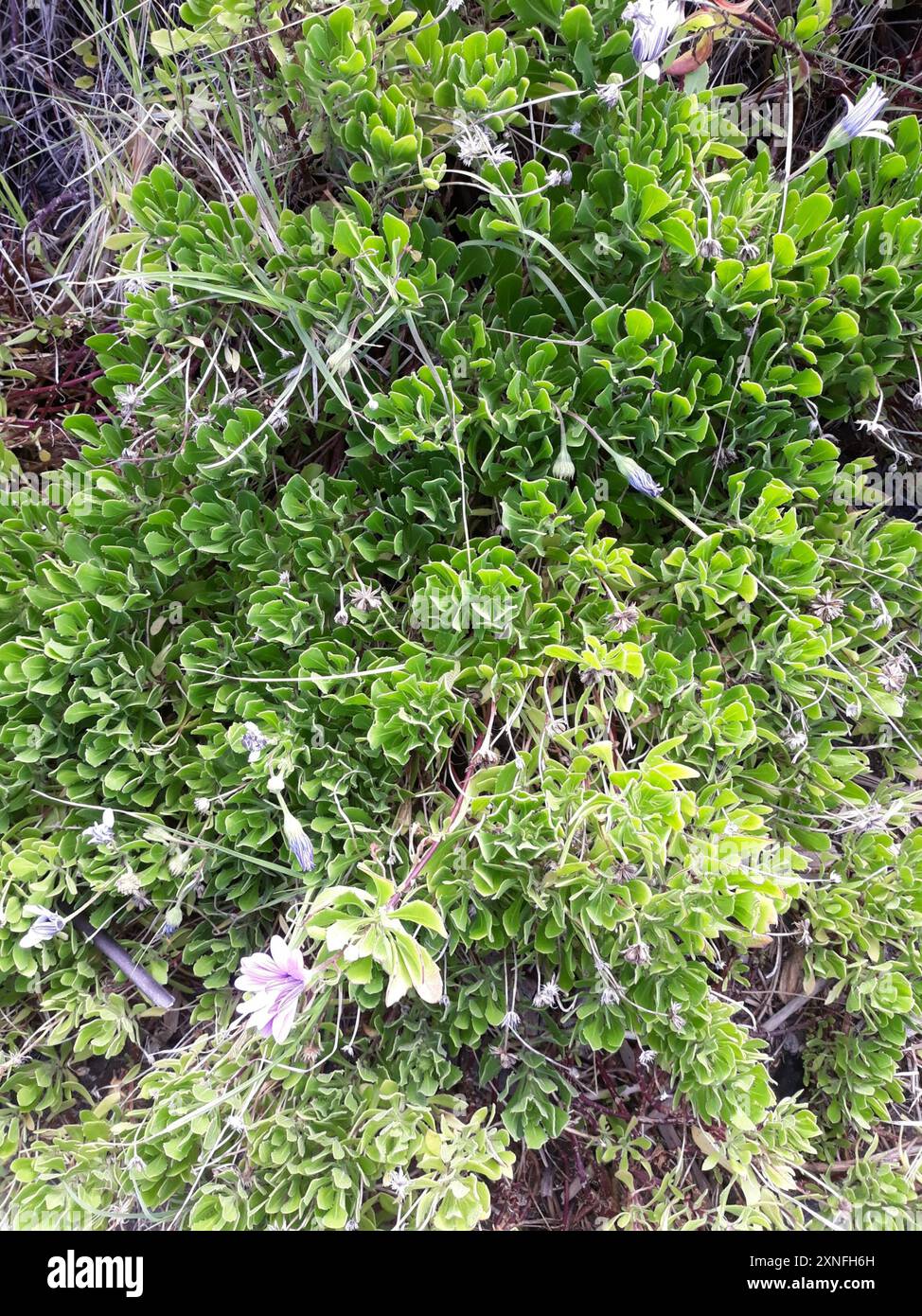 trailing African daisy (Dimorphotheca fruticosa) Plantae Stock Photo ...