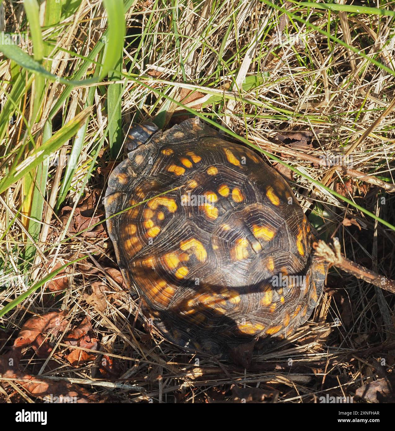 Eastern Box Turtle (Terrapene carolina carolina) Reptilia Stock Photo ...