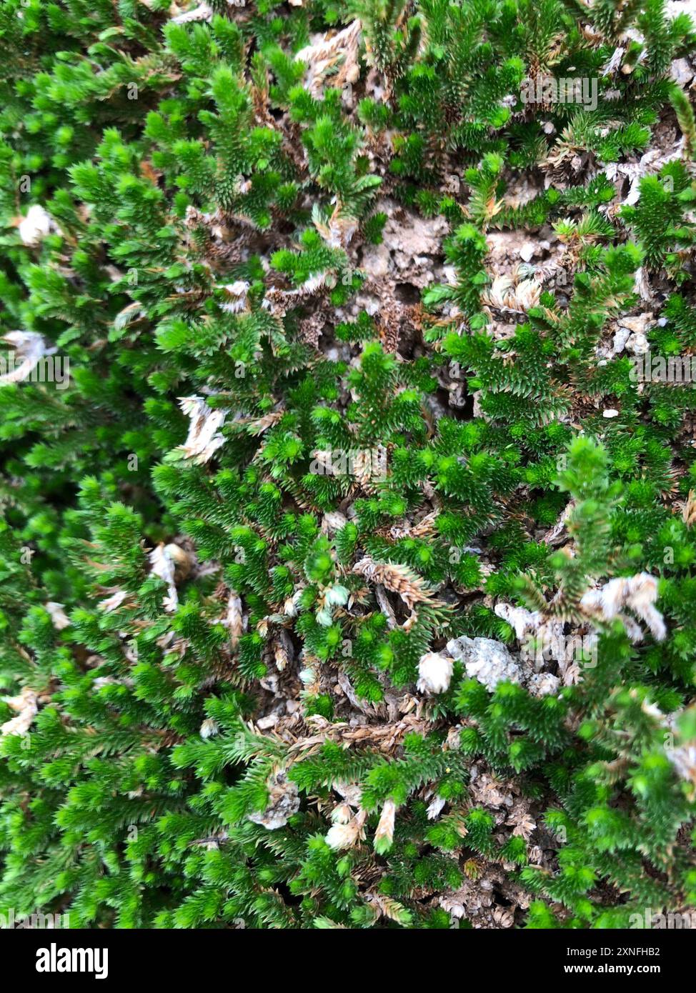 Arizona spikemoss (Selaginella arizonica) Plantae Stock Photo - Alamy