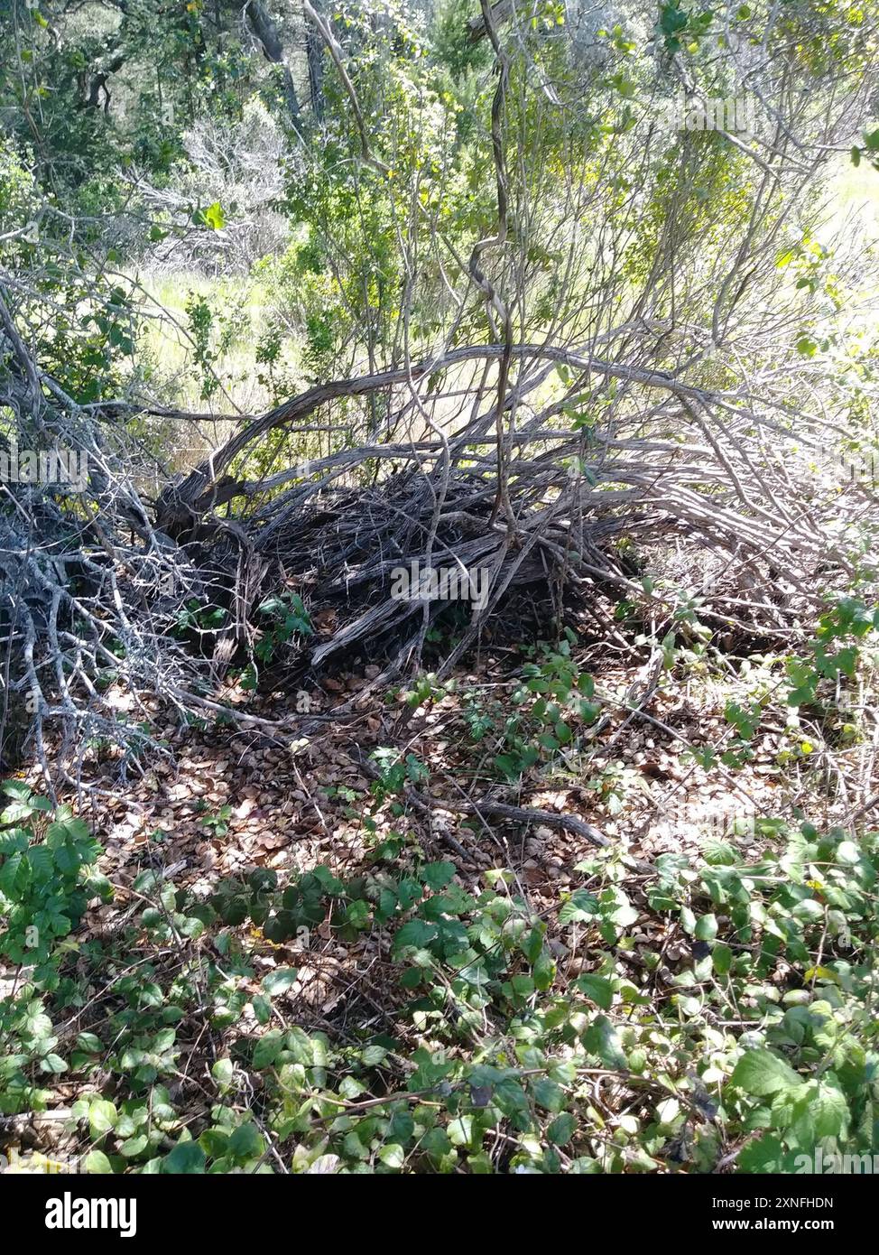 Woodrats (Neotoma) Mammalia Stock Photo - Alamy