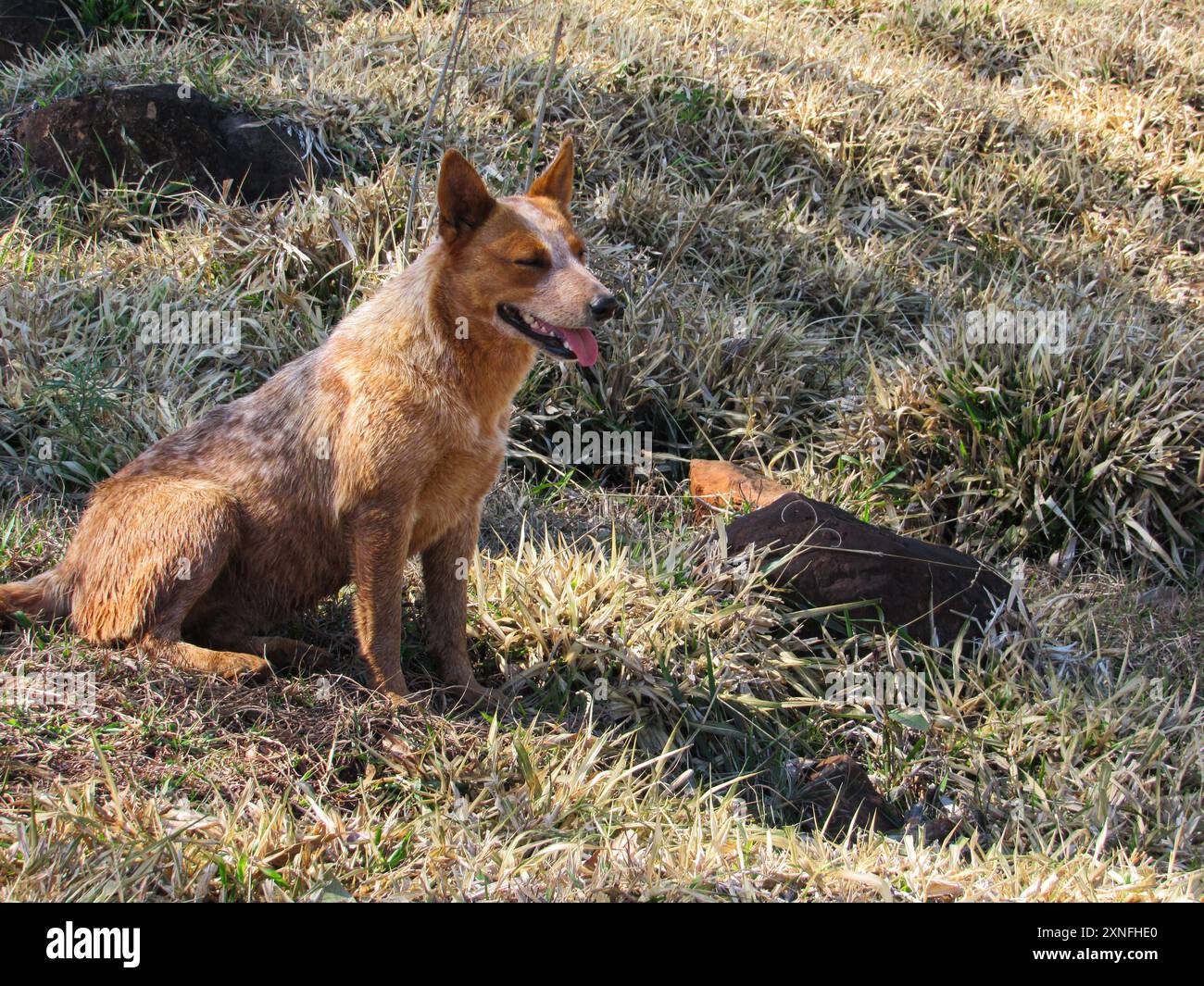 Caramel dog, with black spots, sitting on dry grass, ears upright ...