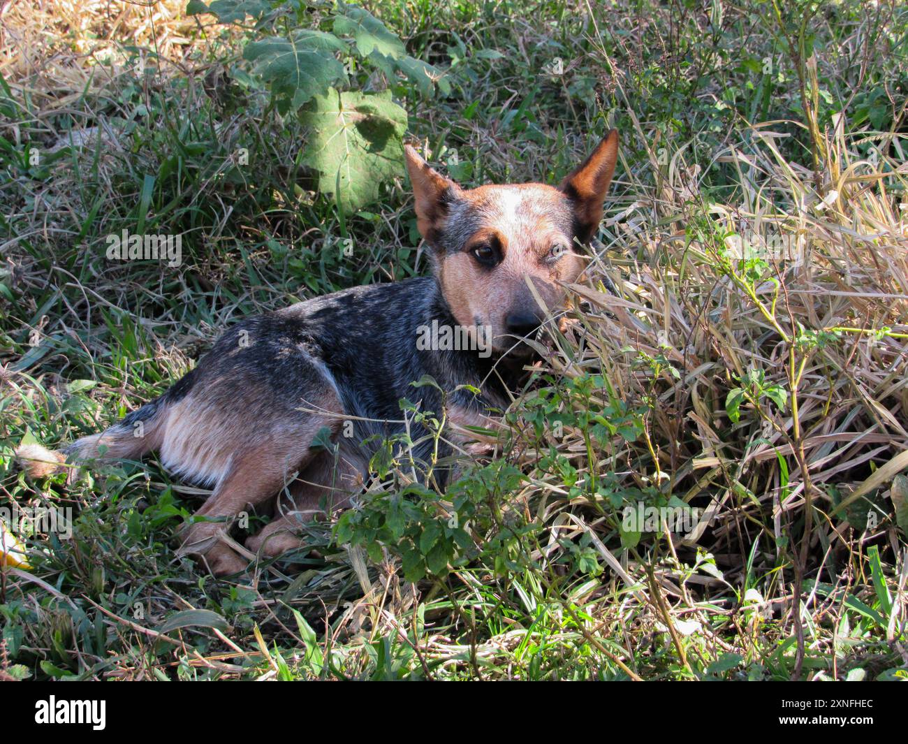 Hunting dog, black, with white spots, lying in the middle of the woods ...