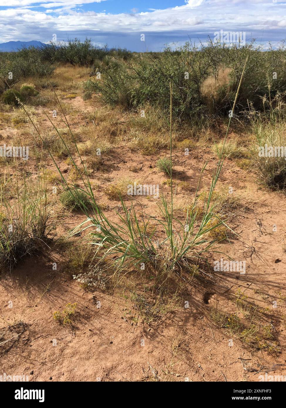 Giant Dropseed (Sporobolus giganteus) Plantae Stock Photo - Alamy
