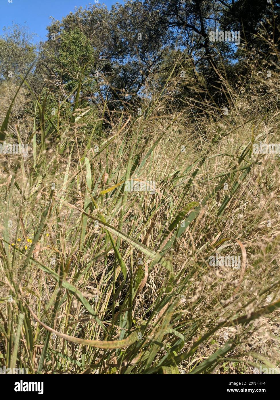 switchgrass (Panicum virgatum) Plantae Stock Photo - Alamy