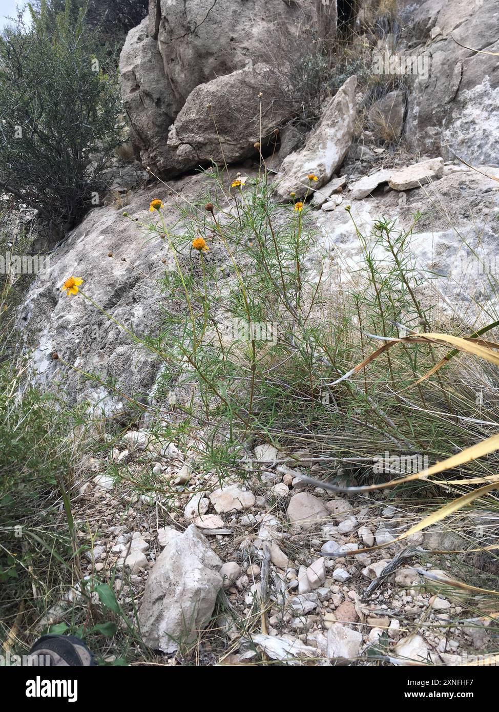 Skeletonleaf Goldeneye (Sidneya tenuifolia) Plantae Stock Photo - Alamy