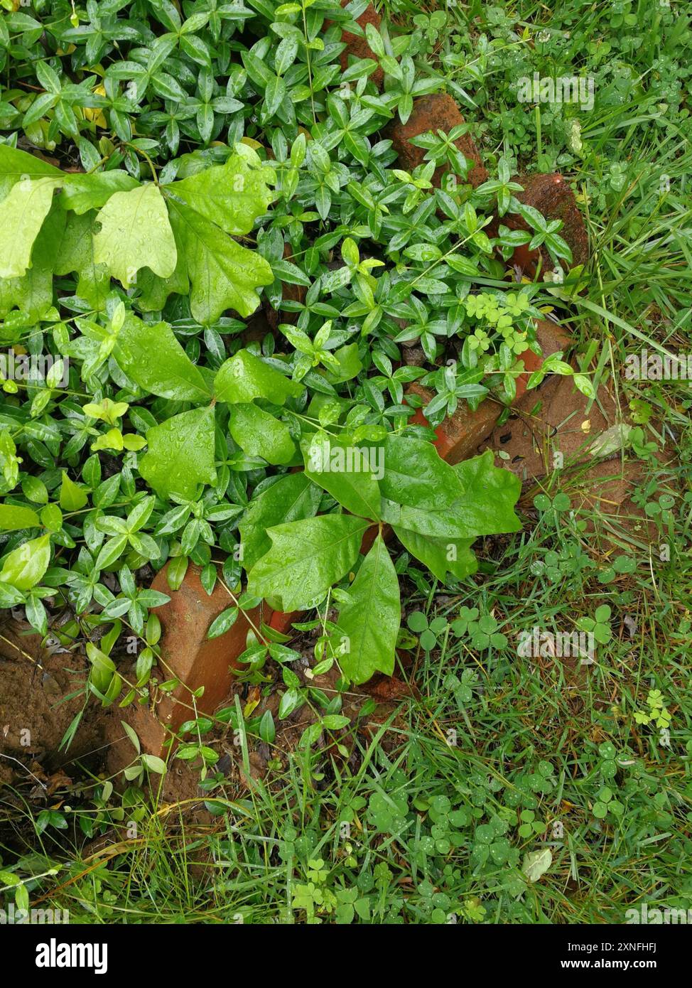 plants (Plantae) Plantae Stock Photo - Alamy