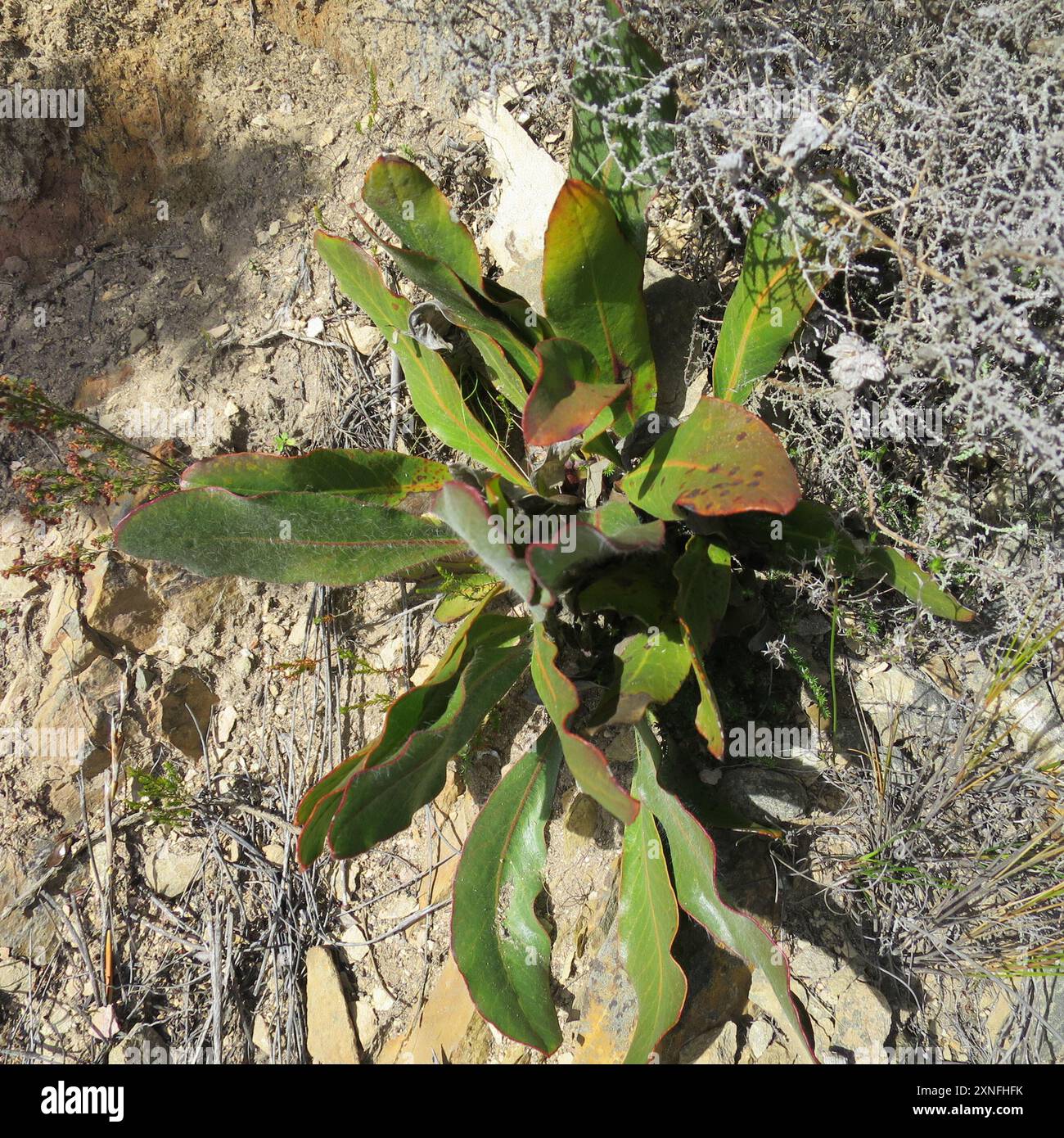 Common Snow Sugarbush (Protea scolopendriifolia) Plantae Stock Photo ...