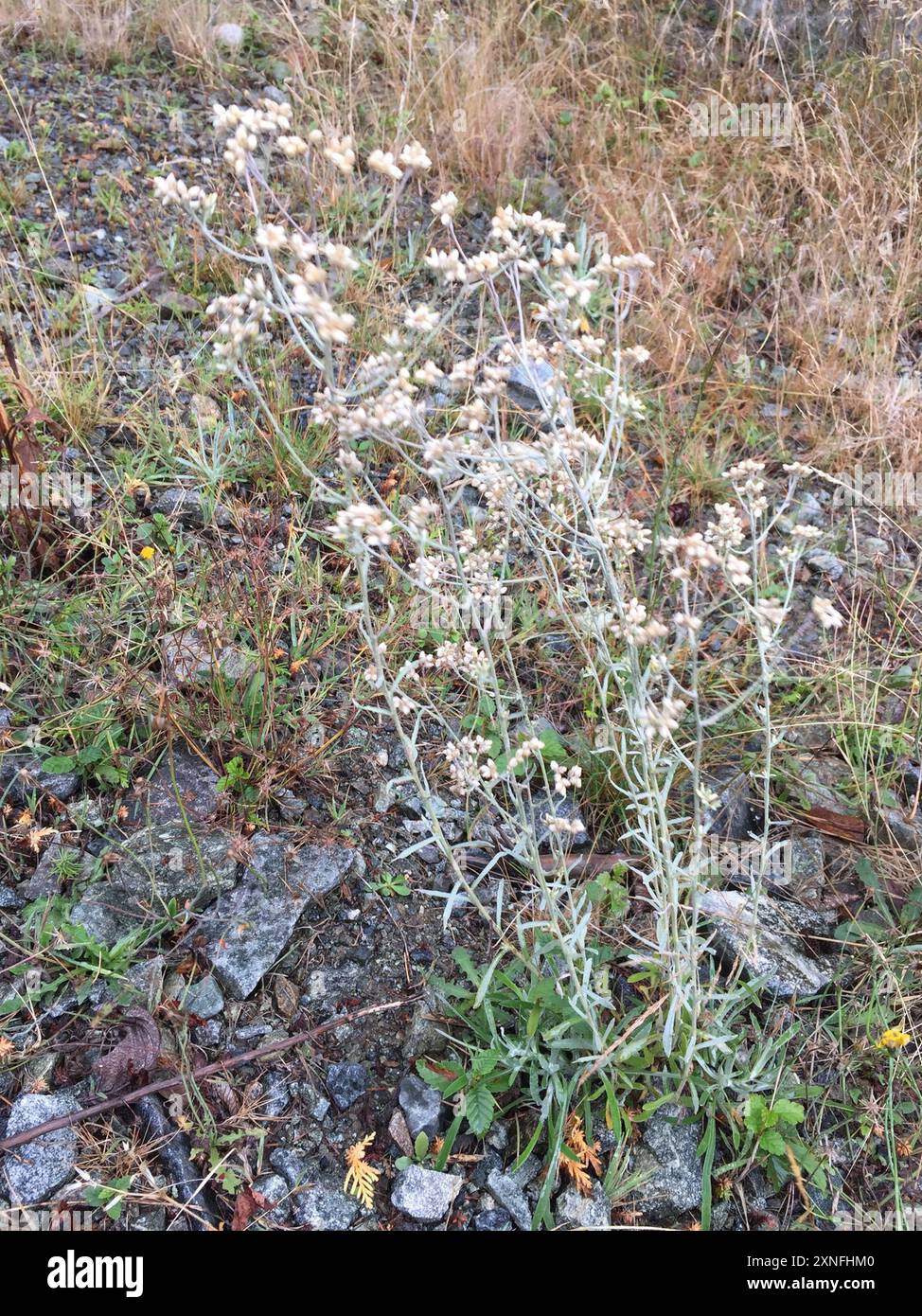 Northwestern rabbit-tobacco (Pseudognaphalium thermale) Plantae Stock ...