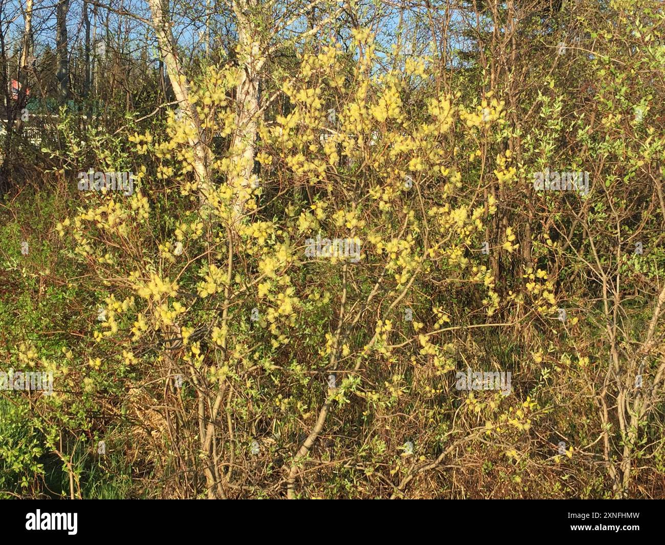 bebb's willow (Salix bebbiana) Plantae Stock Photo - Alamy
