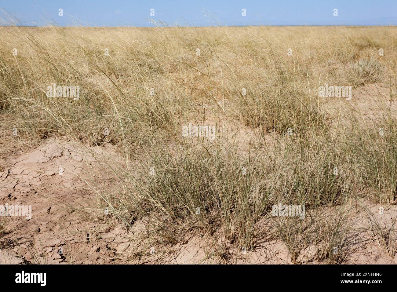 Alkali Sacaton (Sporobolus airoides) Plantae Stock Photo - Alamy