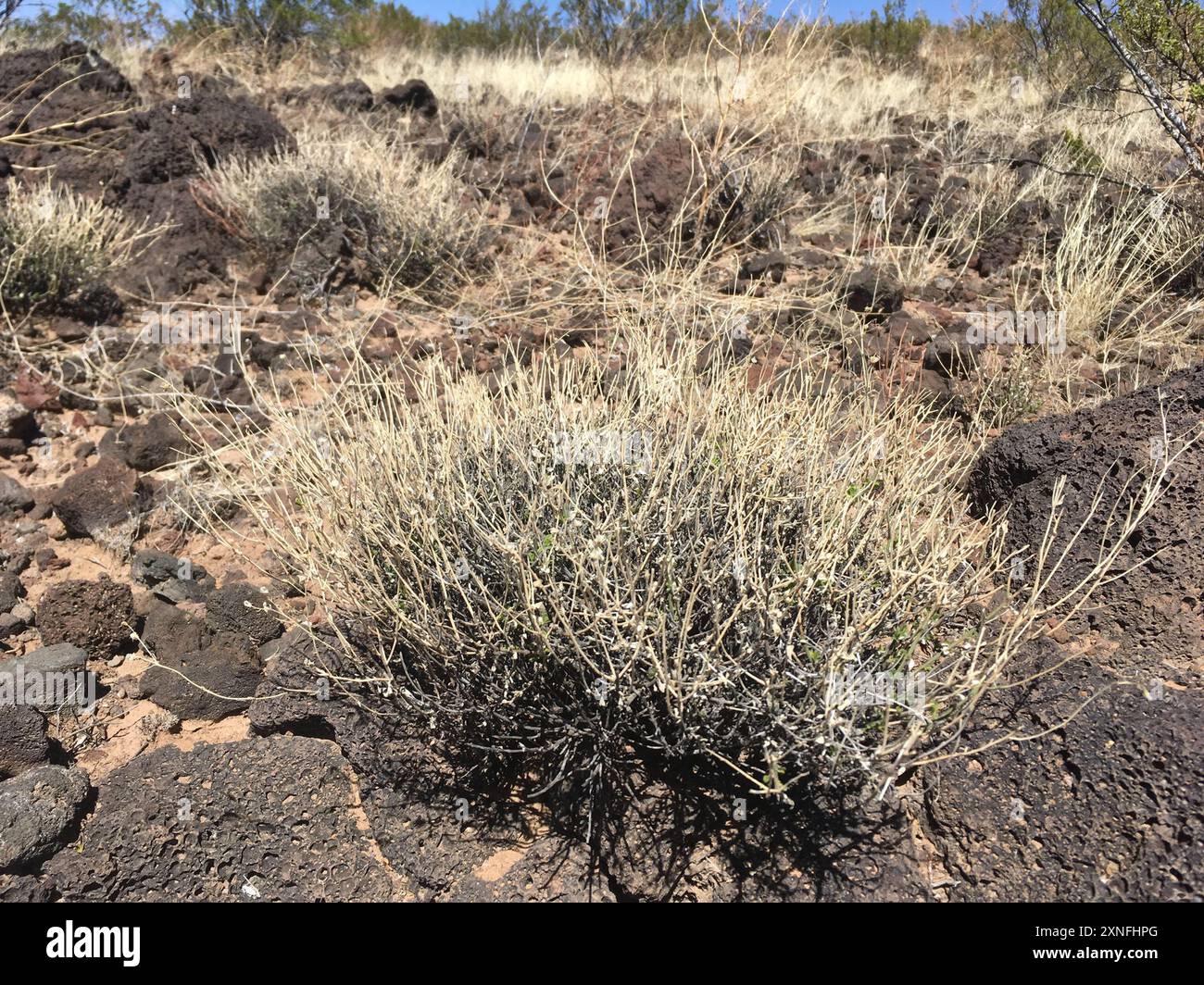 rough menodora (Menodora scabra) Plantae Stock Photo - Alamy