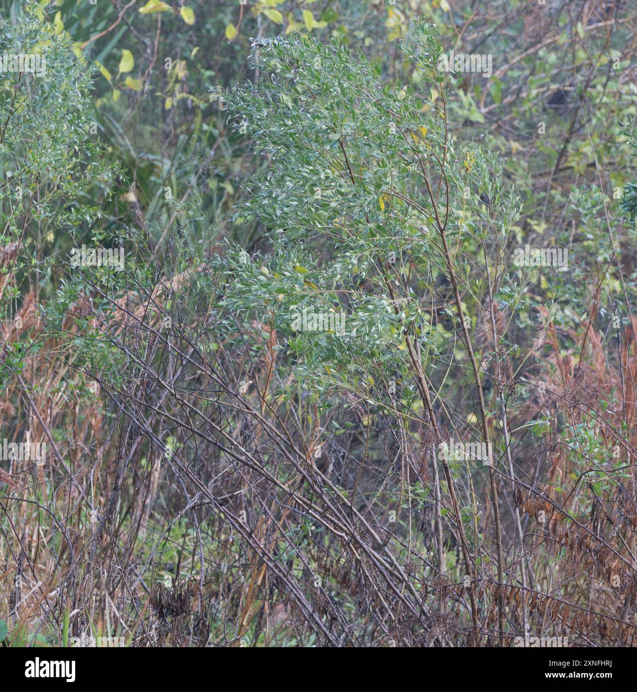 groundsel tree (Baccharis halimifolia) Plantae Stock Photo - Alamy