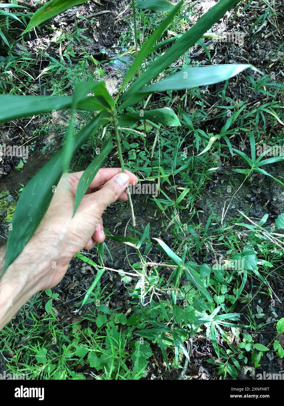 river cane (Arundinaria gigantea) Plantae Stock Photo - Alamy