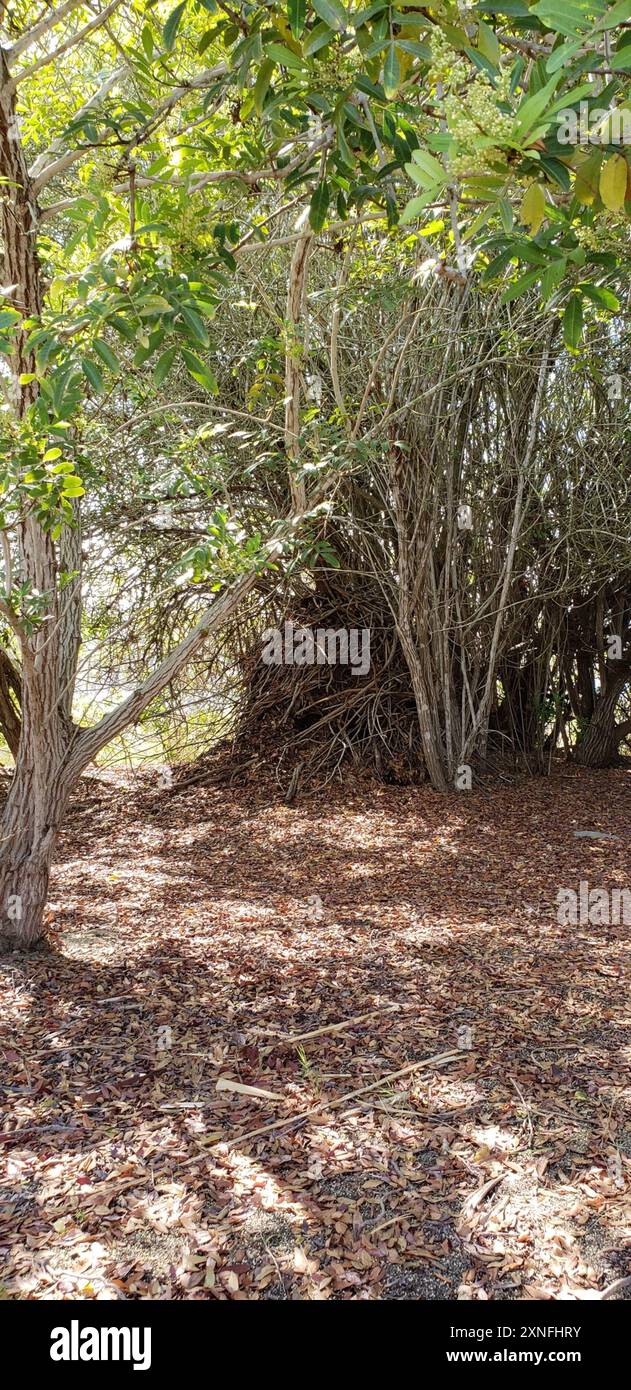 Woodrats (Neotoma) Mammalia Stock Photo - Alamy