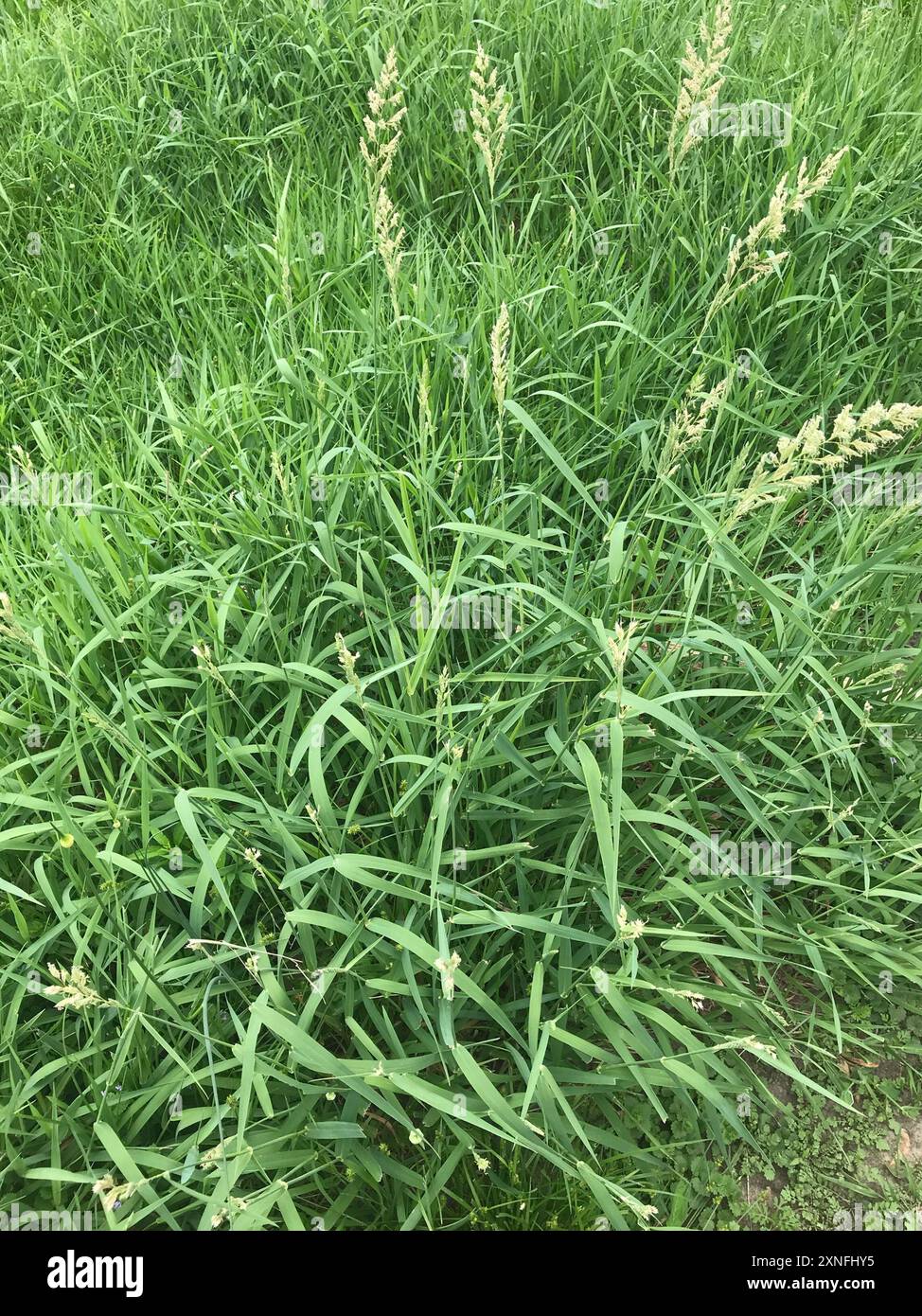grasses (Poaceae) Plantae Stock Photo - Alamy