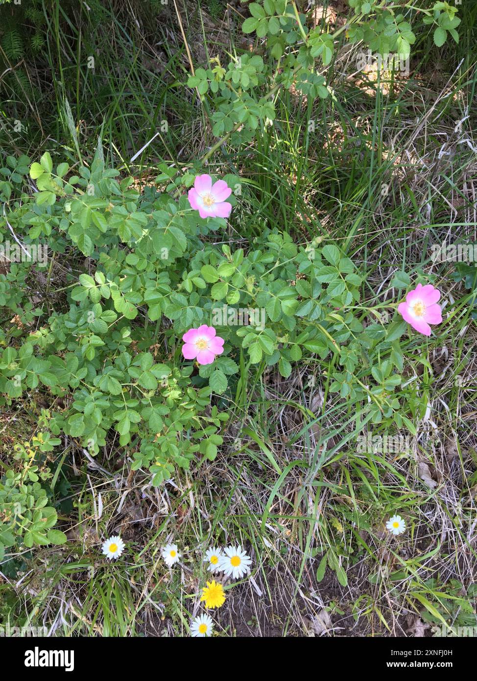 Nootka rose (Rosa nutkana) Plantae Stock Photo - Alamy