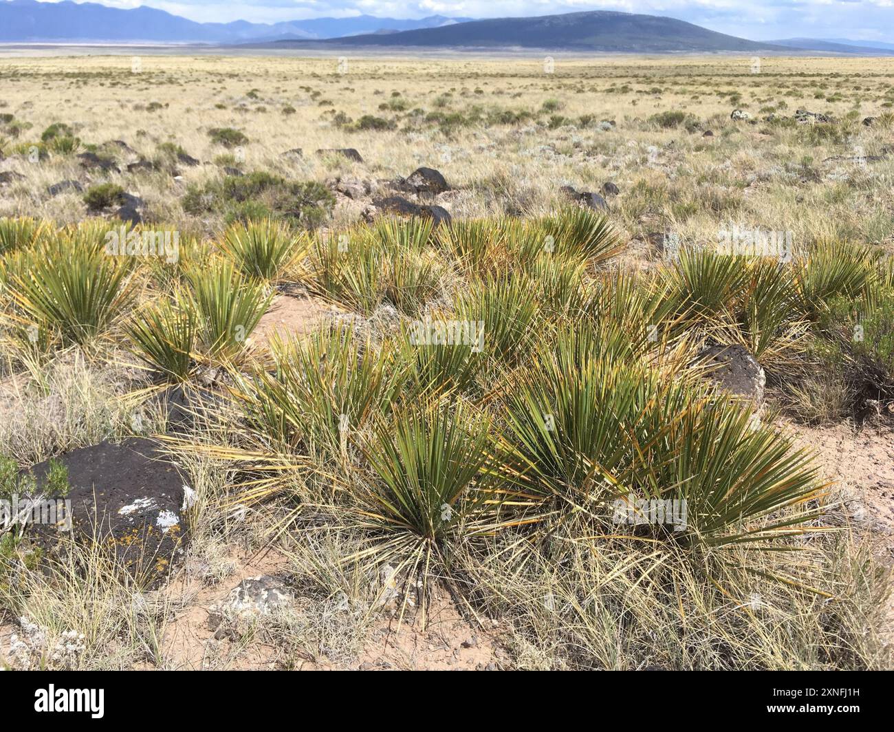 Narrowleaf yucca yucca angustissima hi-res stock photography and images ...