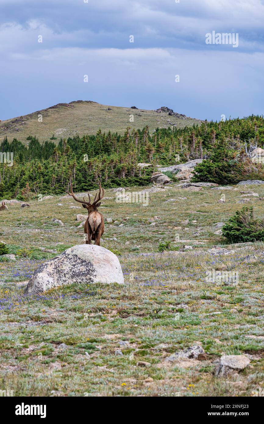 Elk in yellow sea hi-res stock photography and images - Alamy