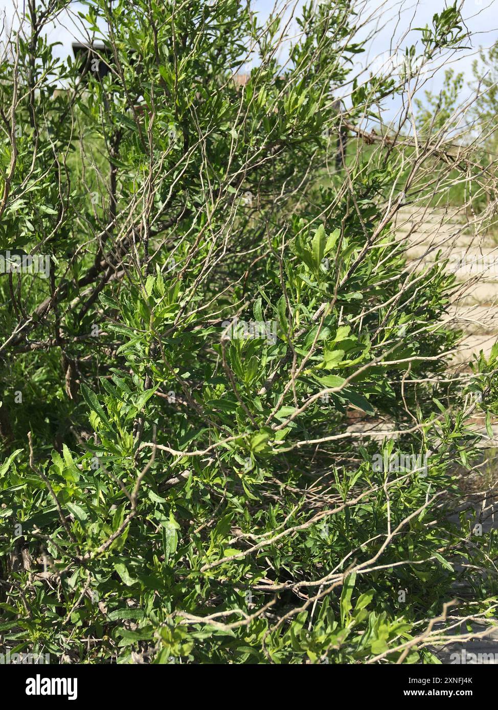groundsel tree (Baccharis halimifolia) Plantae Stock Photo - Alamy