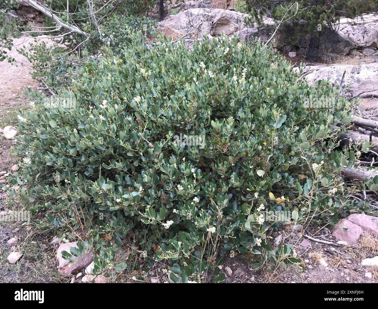 Snowbrush Ceanothus (Ceanothus velutinus) Plantae Stock Photo - Alamy