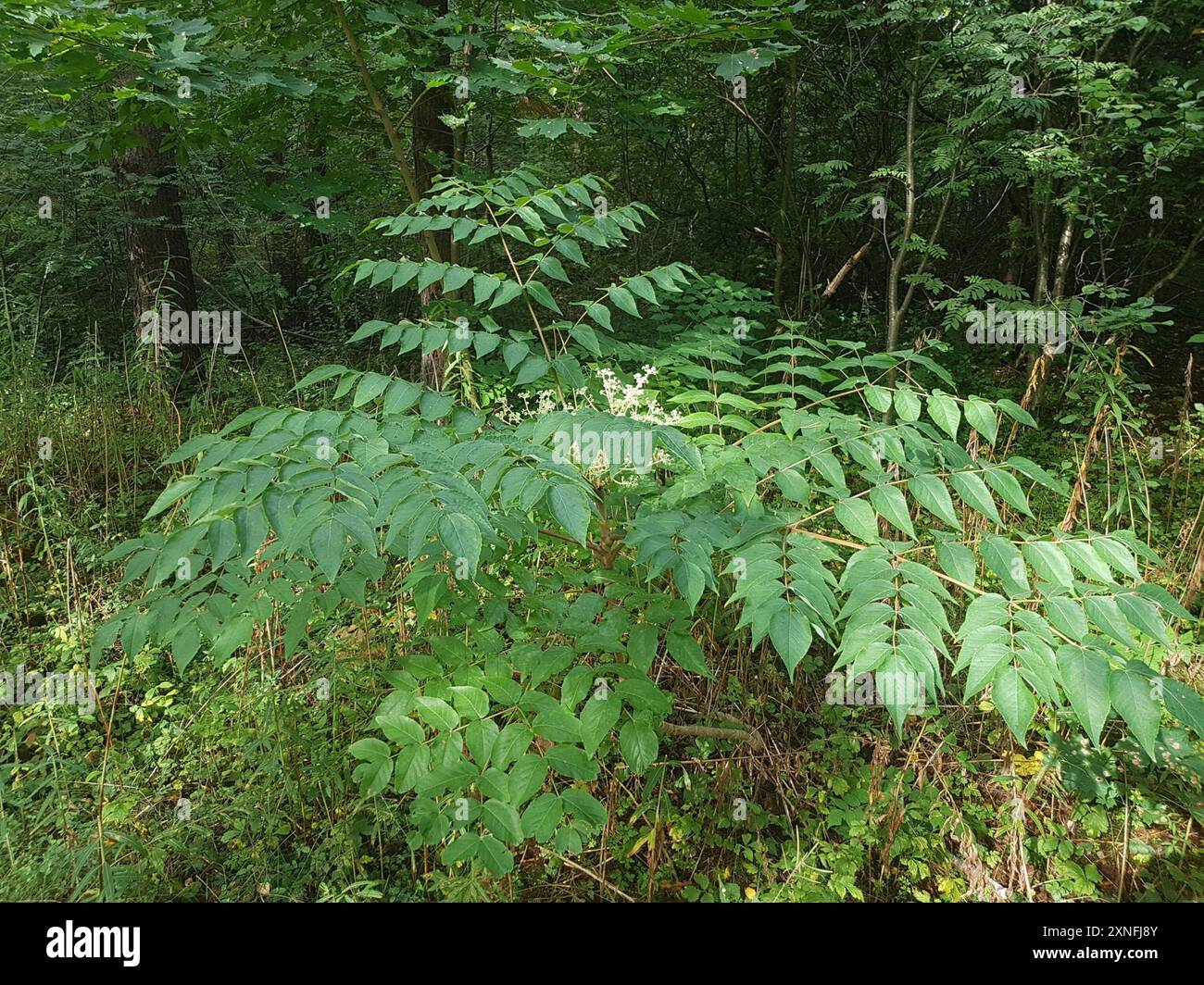 Japanese angelica tree (Aralia elata) Plantae Stock Photo - Alamy