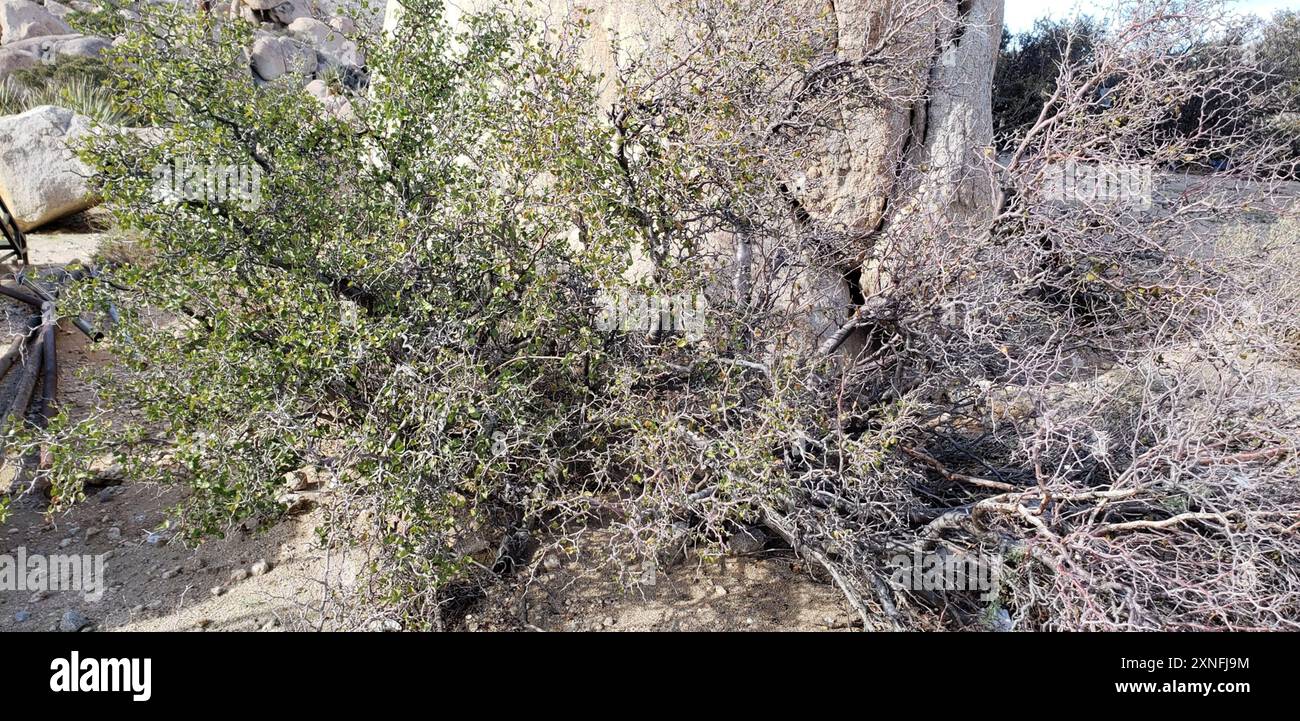 Desert Apricot (Prunus fremontii) Plantae Stock Photo - Alamy