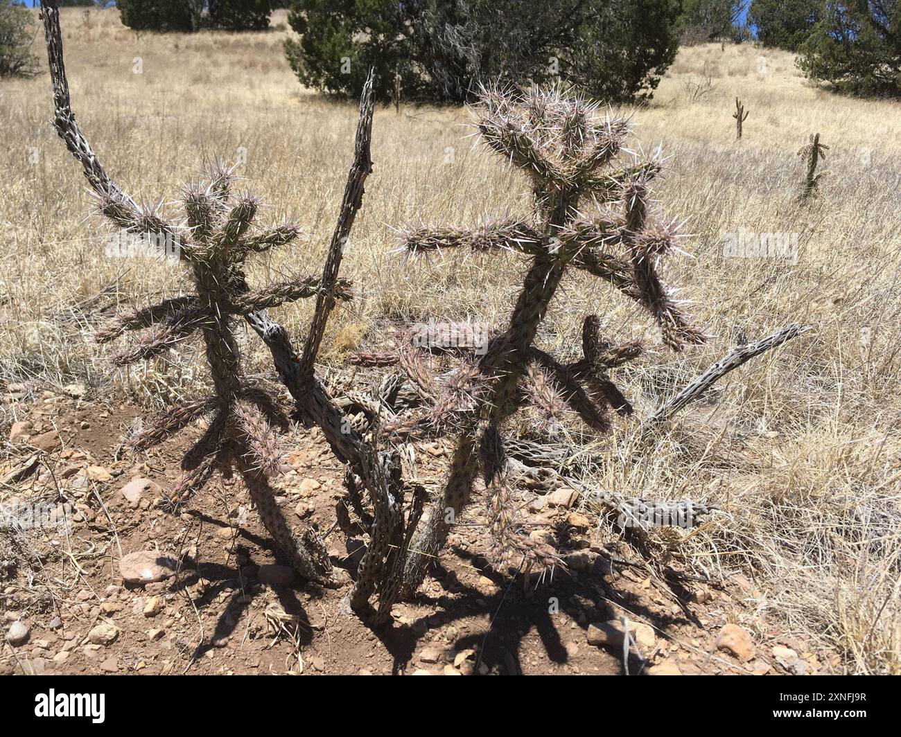 tree cholla (Cylindropuntia imbricata) Plantae Stock Photo - Alamy
