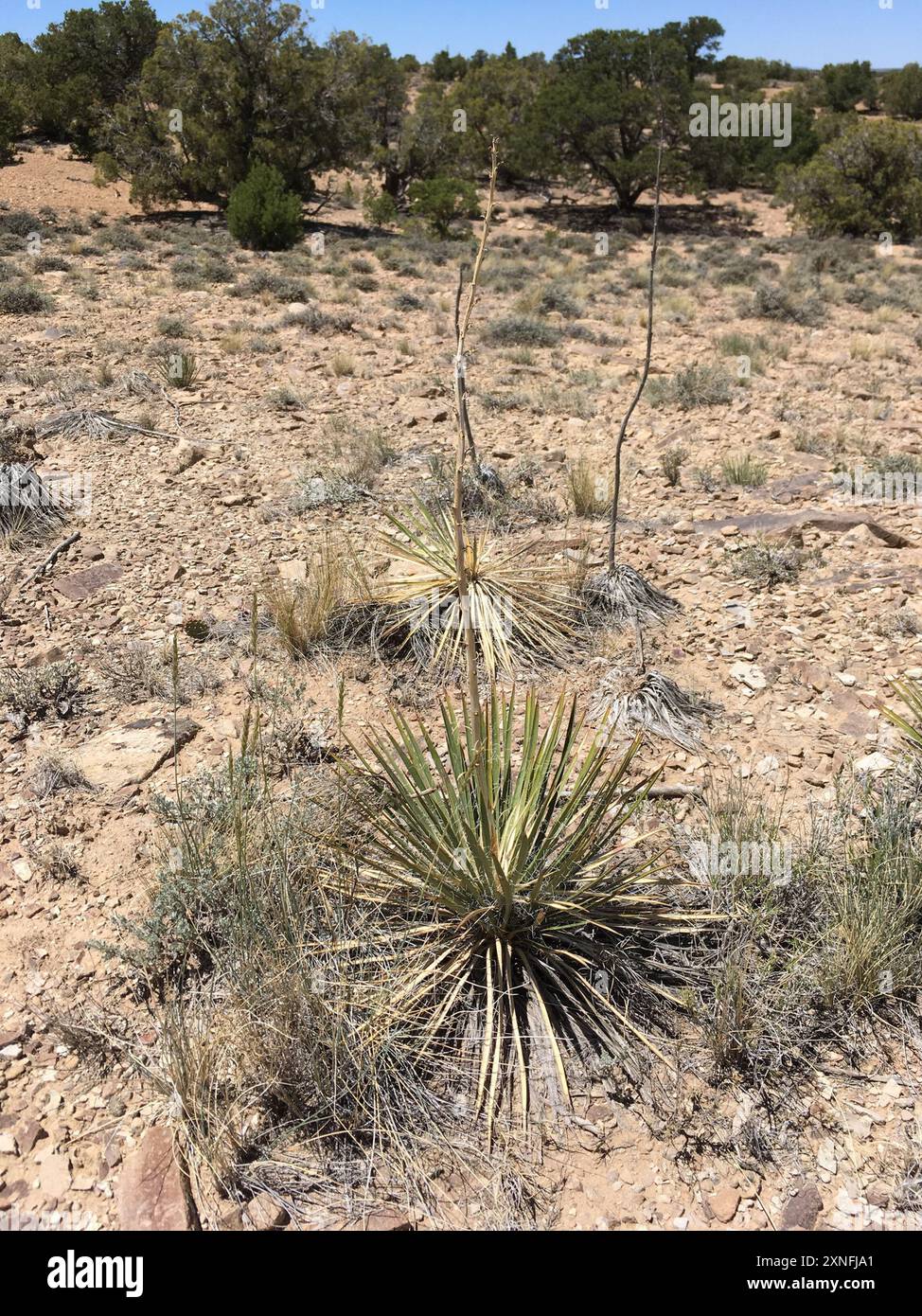 Dwarf Yucca (Yucca harrimaniae) Plantae Stock Photo - Alamy