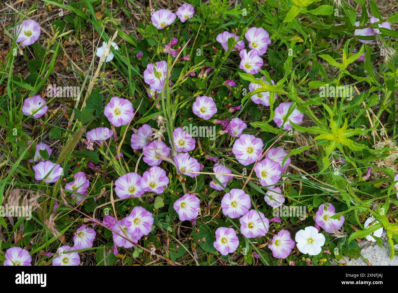 The flatirons outside of Boulder Colorado Stock Photo - Alamy