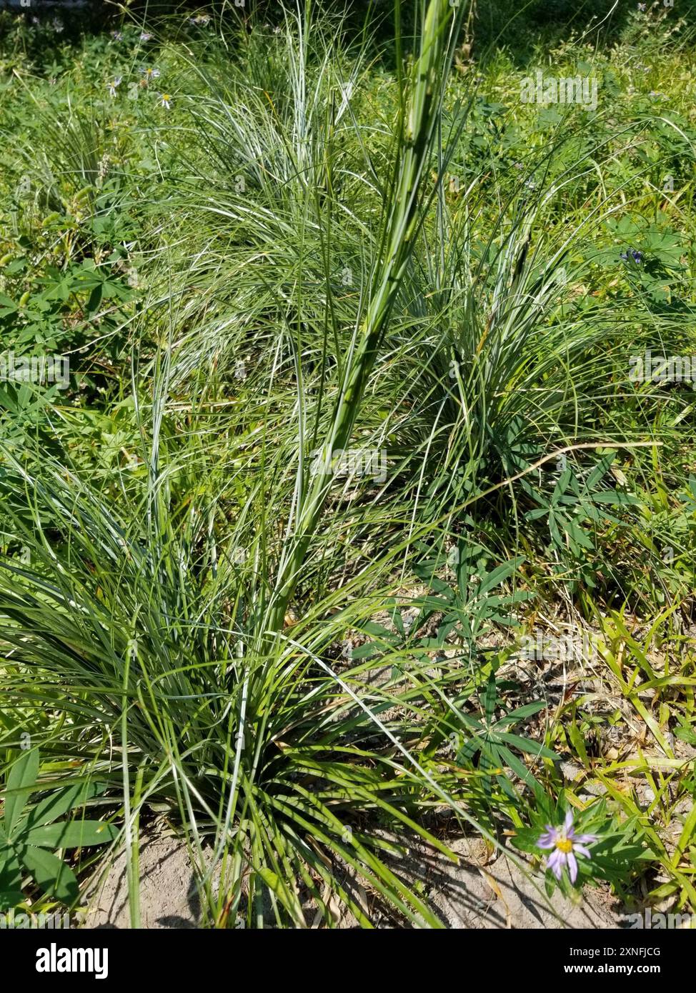 common beargrass (Xerophyllum tenax) Plantae Stock Photo - Alamy