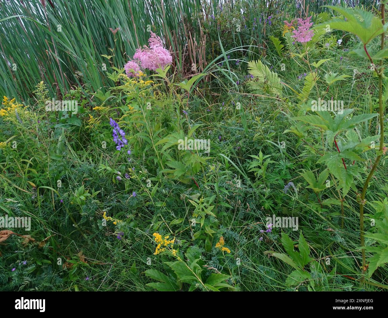 queen of the prairie (Filipendula rubra) Plantae Stock Photo - Alamy