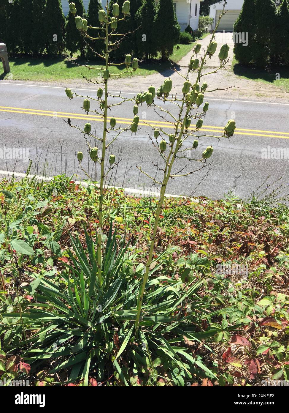 Weak-leaf Yucca (Yucca flaccida) Plantae Stock Photo - Alamy