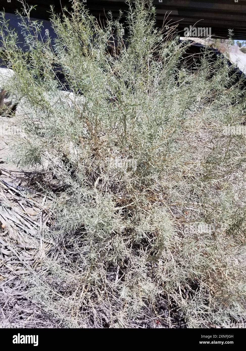 Fourwing Saltbush (Atriplex canescens) Plantae Stock Photo - Alamy