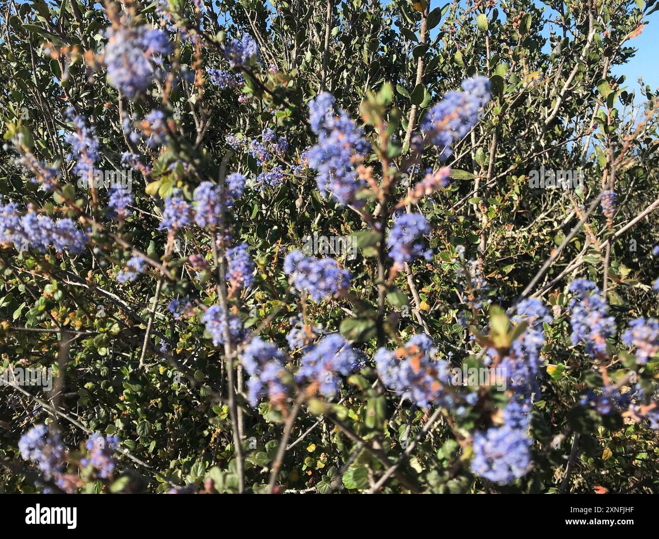 woollyleaf ceanothus (Ceanothus tomentosus) Plantae Stock Photo - Alamy