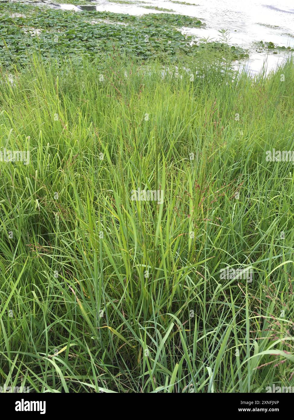 grasses (Poaceae) Plantae Stock Photo - Alamy