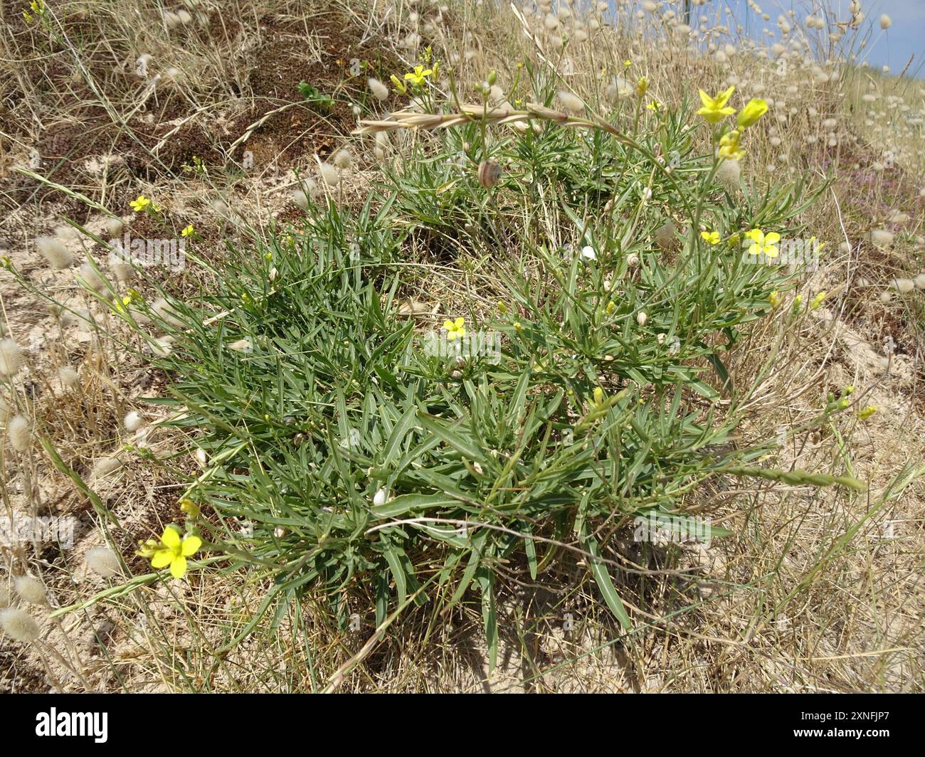 Perennial Wall-rocket (Diplotaxis tenuifolia) Plantae Stock Photo - Alamy