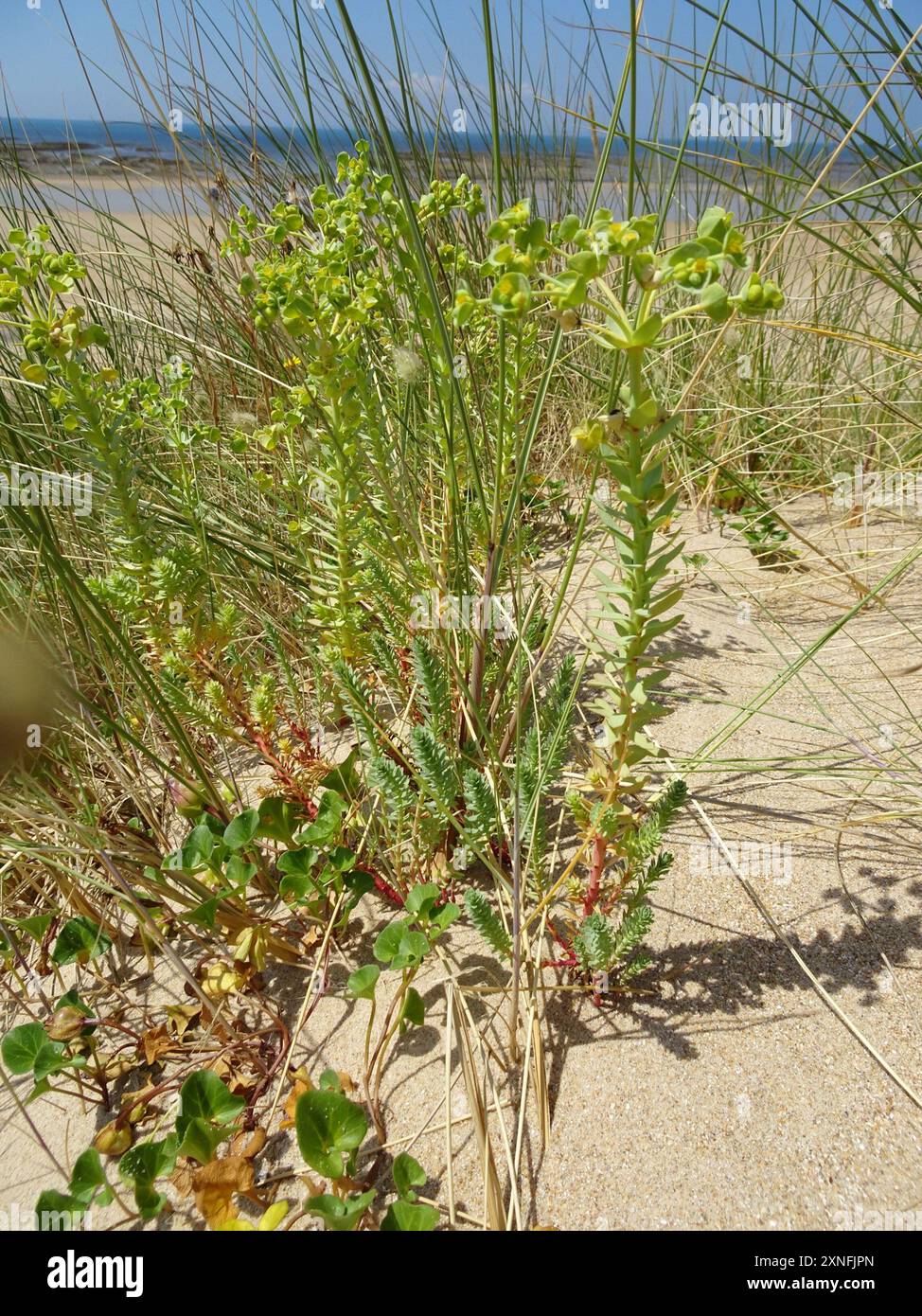 Sea Spurge (Euphorbia paralias) Plantae Stock Photo - Alamy