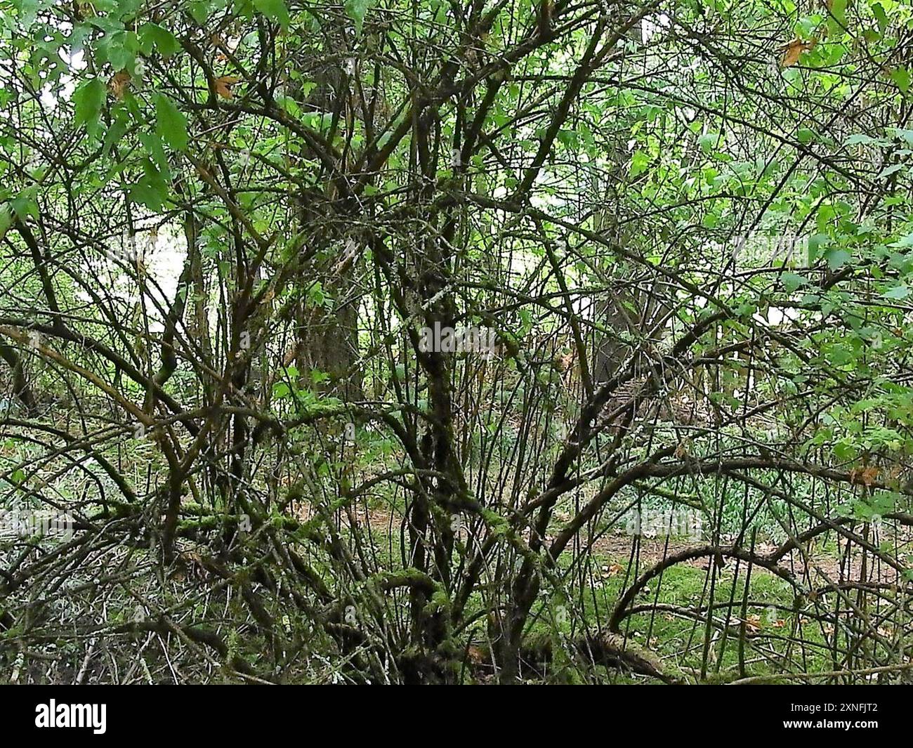 Pacific ninebark (Physocarpus capitatus) Plantae Stock Photo - Alamy
