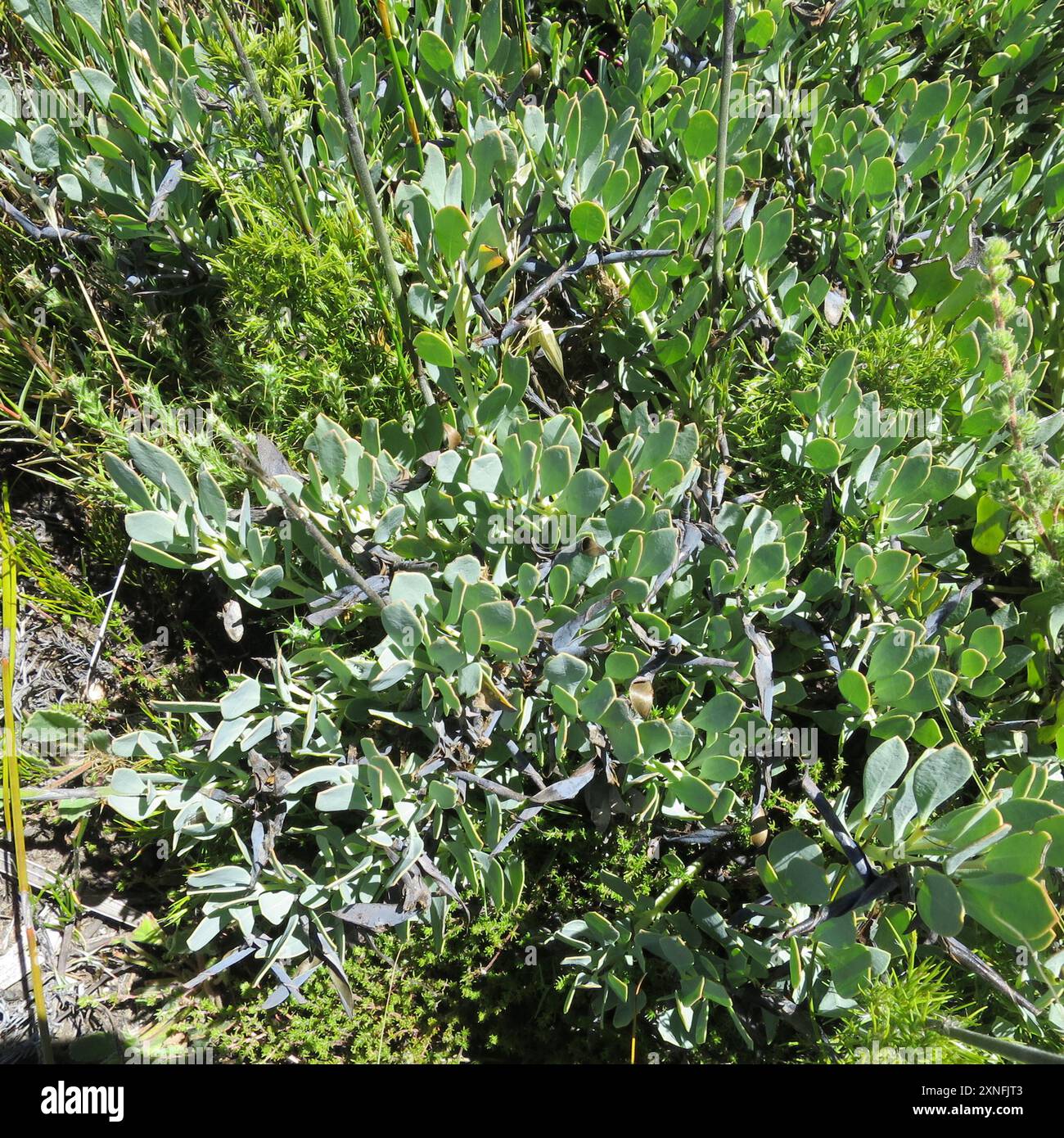 Pluriflora hi-res stock photography and images - Alamy