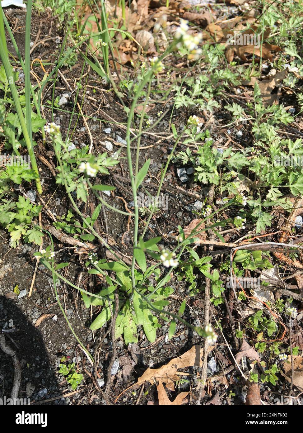 mouse-ear cress (Arabidopsis thaliana) Plantae Stock Photo - Alamy