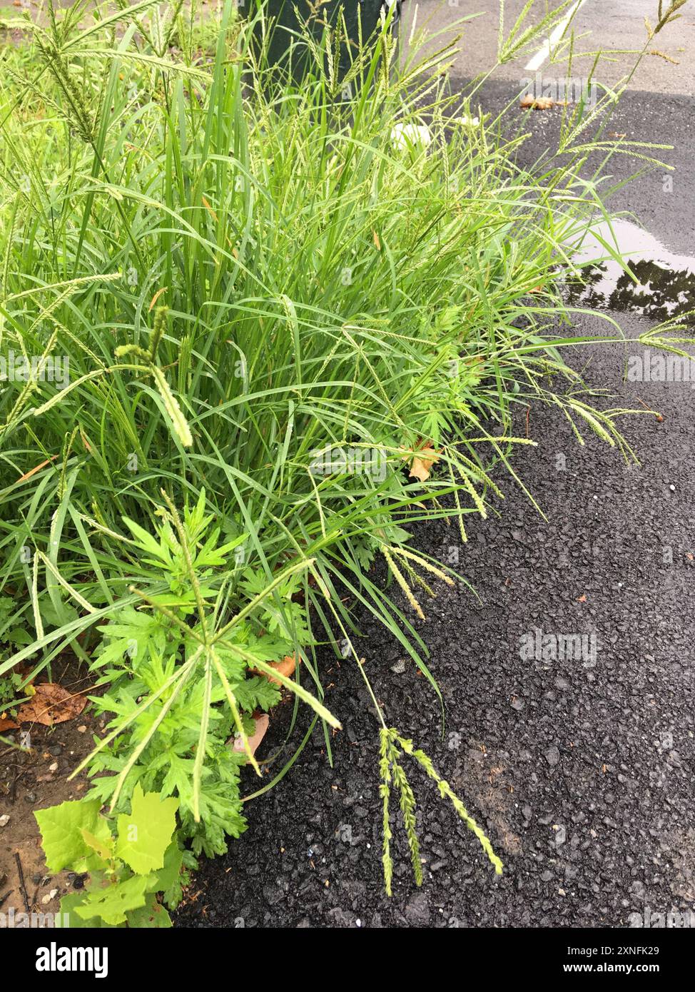 Goose Grass (Eleusine indica) Plantae Stock Photo - Alamy
