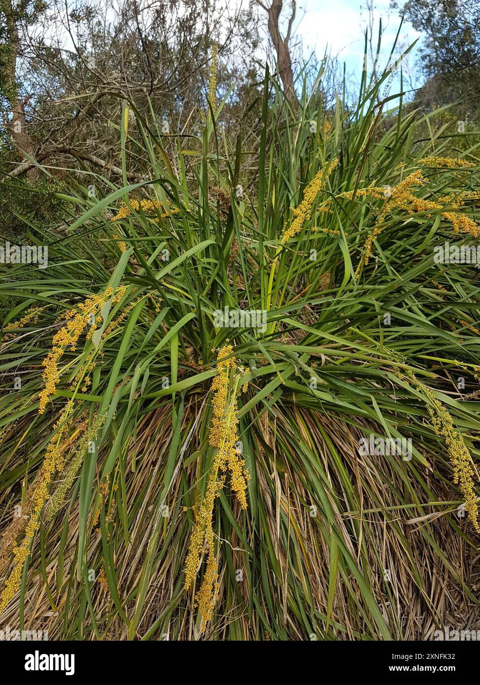 Spiny-headed Mat-rush (Lomandra longifolia) Plantae Stock Photo - Alamy