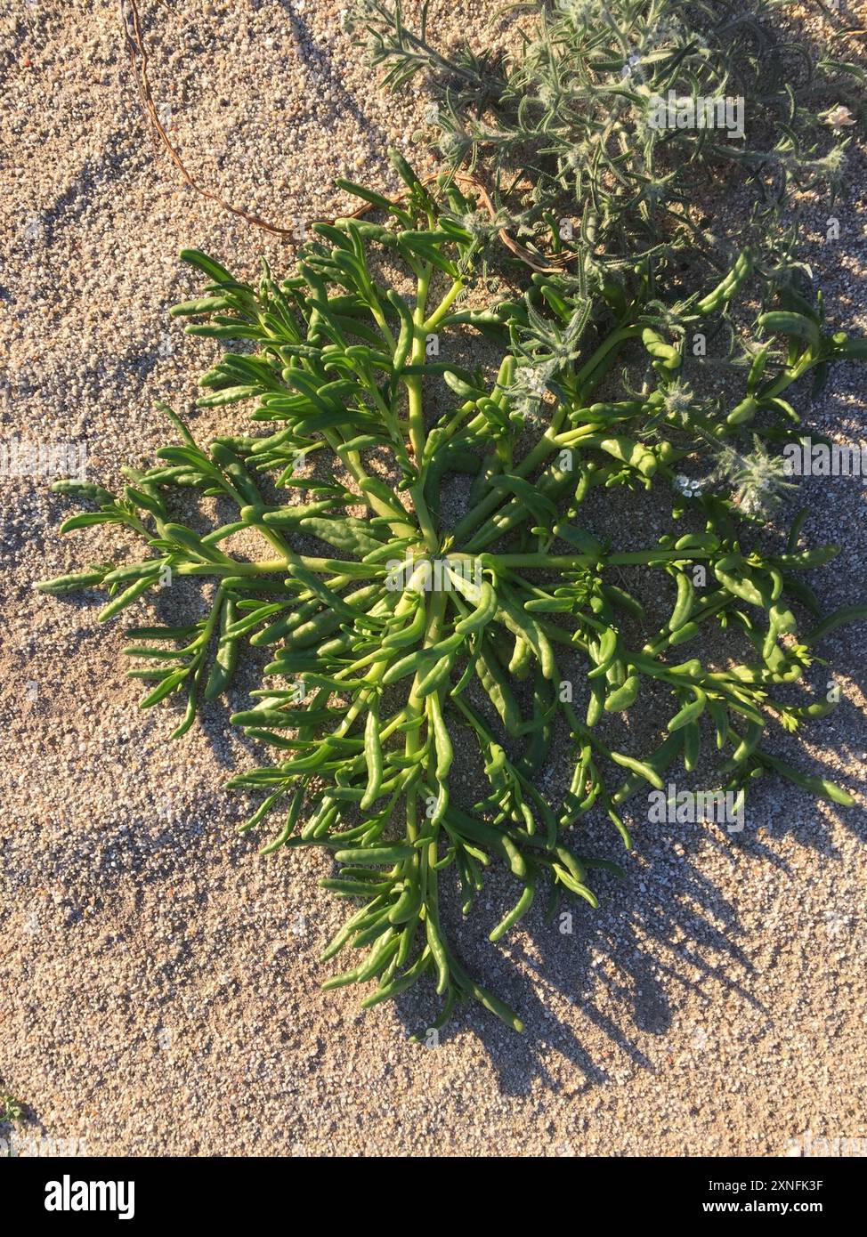 desert rockpurslane (Cistanthe ambigua) Plantae Stock Photo - Alamy