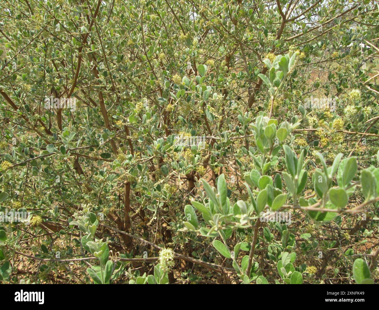 russet bushwillow (Combretum hereroense) Plantae Stock Photo - Alamy