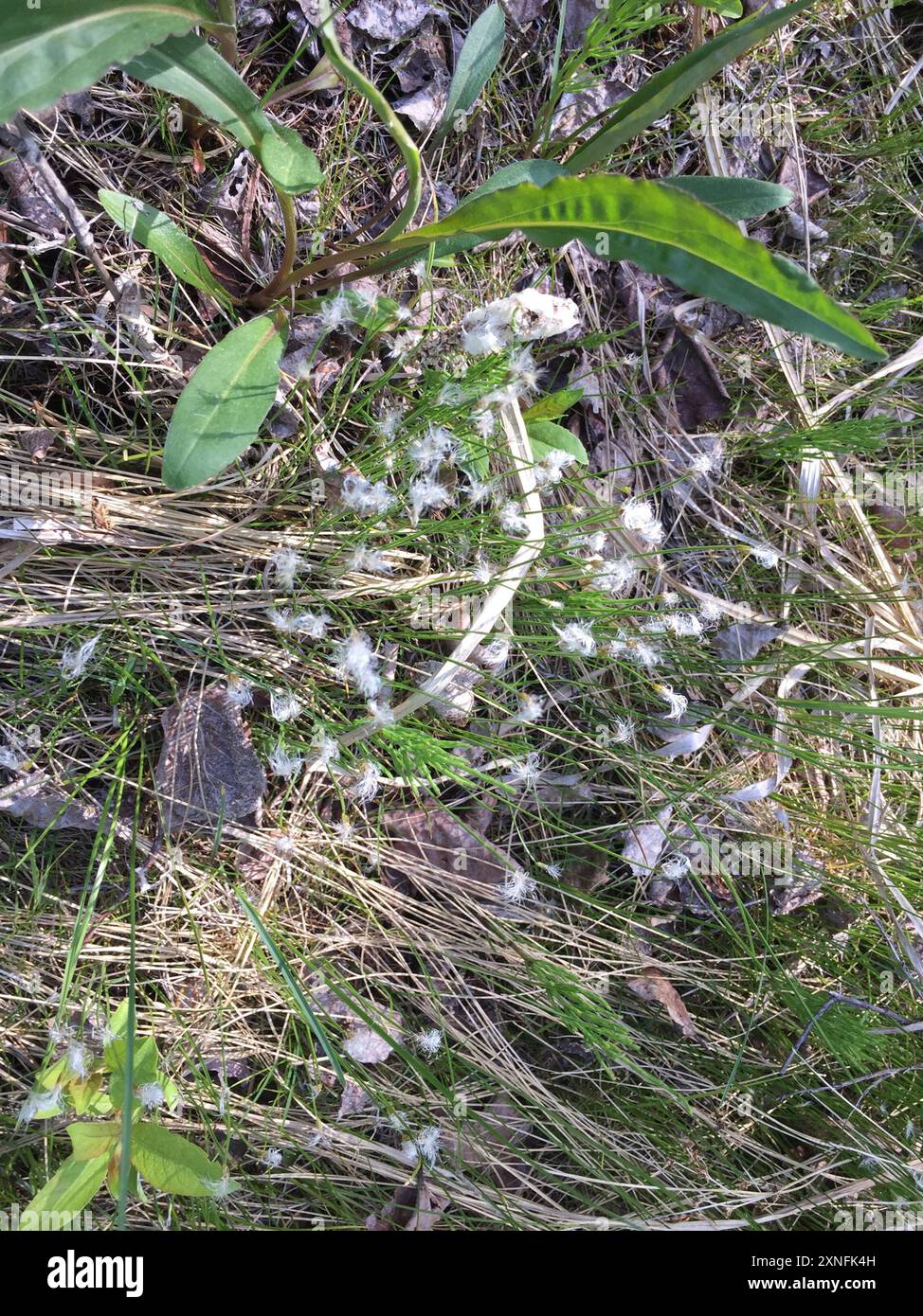 Cotton Deergrass (Trichophorum alpinum) Plantae Stock Photo - Alamy