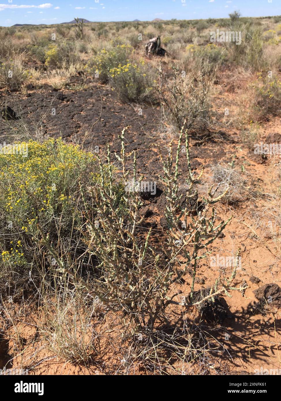 Christmas cholla (Cylindropuntia leptocaulis) Plantae Stock Photo - Alamy