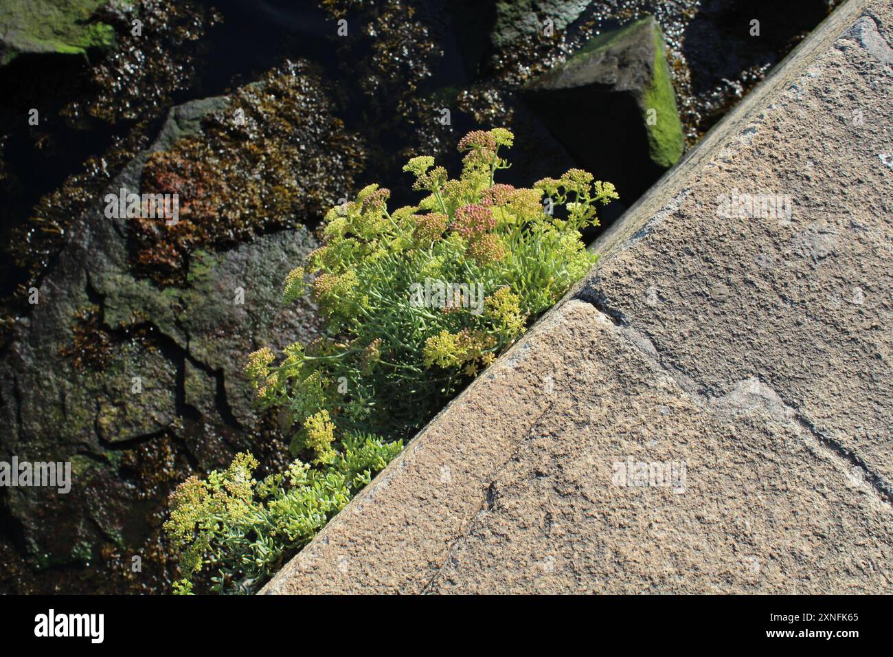 rock samphire (Crithmum maritimum) Plantae Stock Photo - Alamy